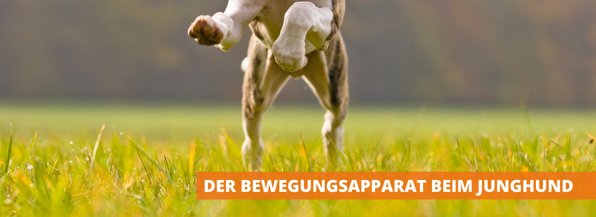 Flitzen, balgen, hopsen macht mit Maß sicher Spaß - pico coaching