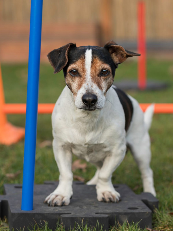 SQR-DOG - pico coaching